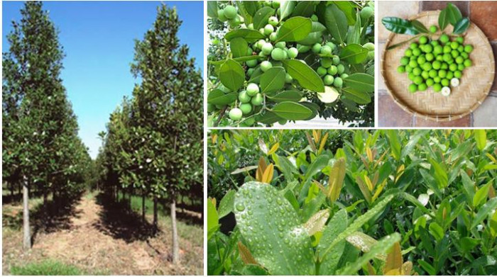 Processo de Extração de Ácido Chiquímico a partir de Plantas ...